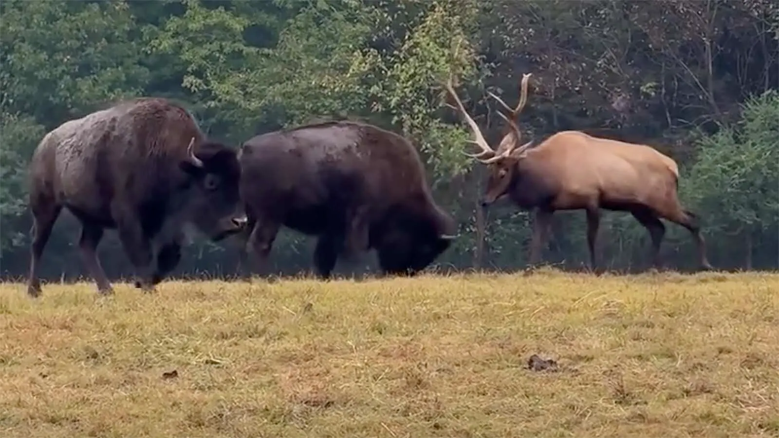 Who Wins When A Bull Elk Picks A Fight With A Bison? Depends On The ...