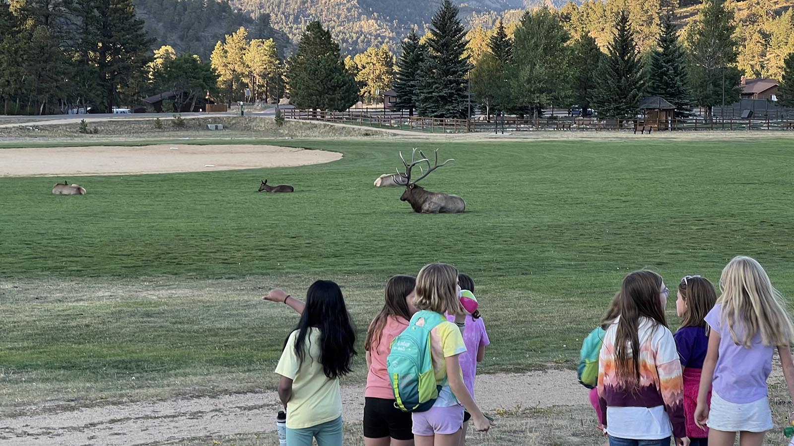 It’s A Wonder More People Don’t Get Stomped By Estes Park’s Urban Elk ...