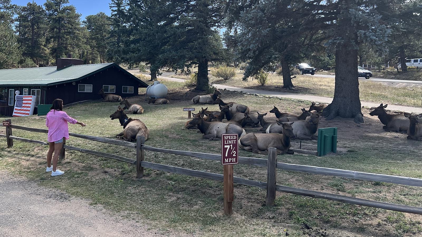 It’s A Wonder More People Don’t Get Stomped By Estes Park’s Urban Elk ...