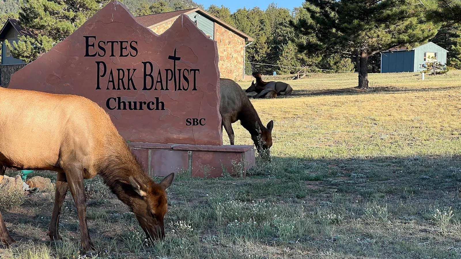 It’s A Wonder More People Don’t Get Stomped By Estes Park’s Urban Elk ...