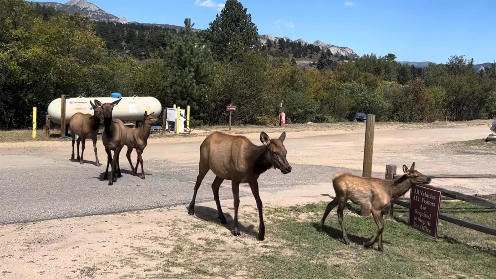It’s A Wonder More People Don’t Get Stomped By Estes Park’s Urban Elk ...