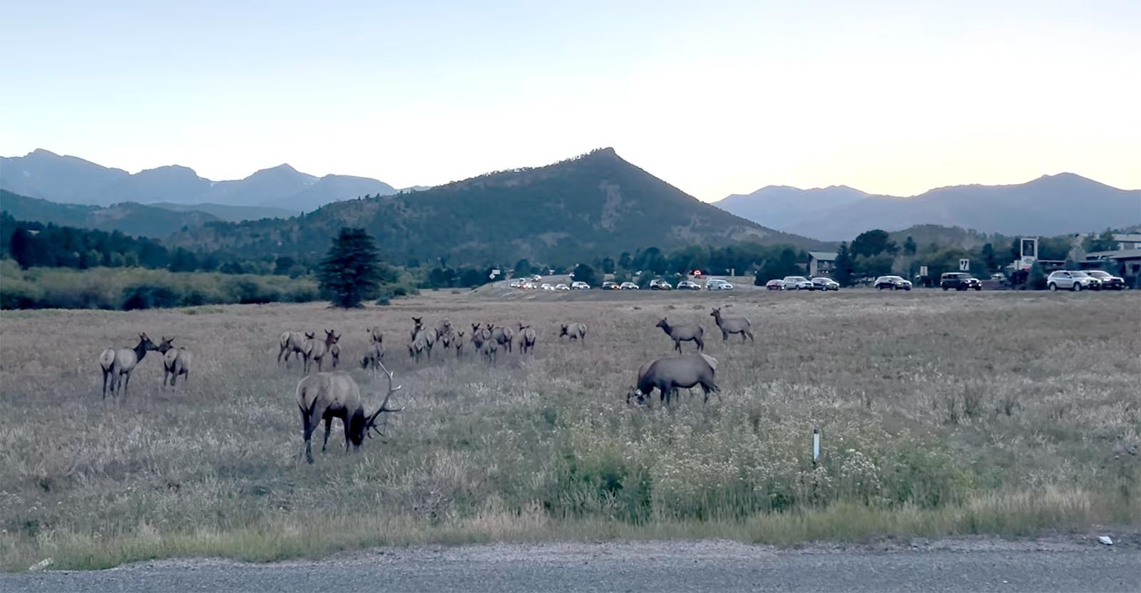 It’s A Wonder More People Don’t Get Stomped By Estes Park’s Urban Elk ...
