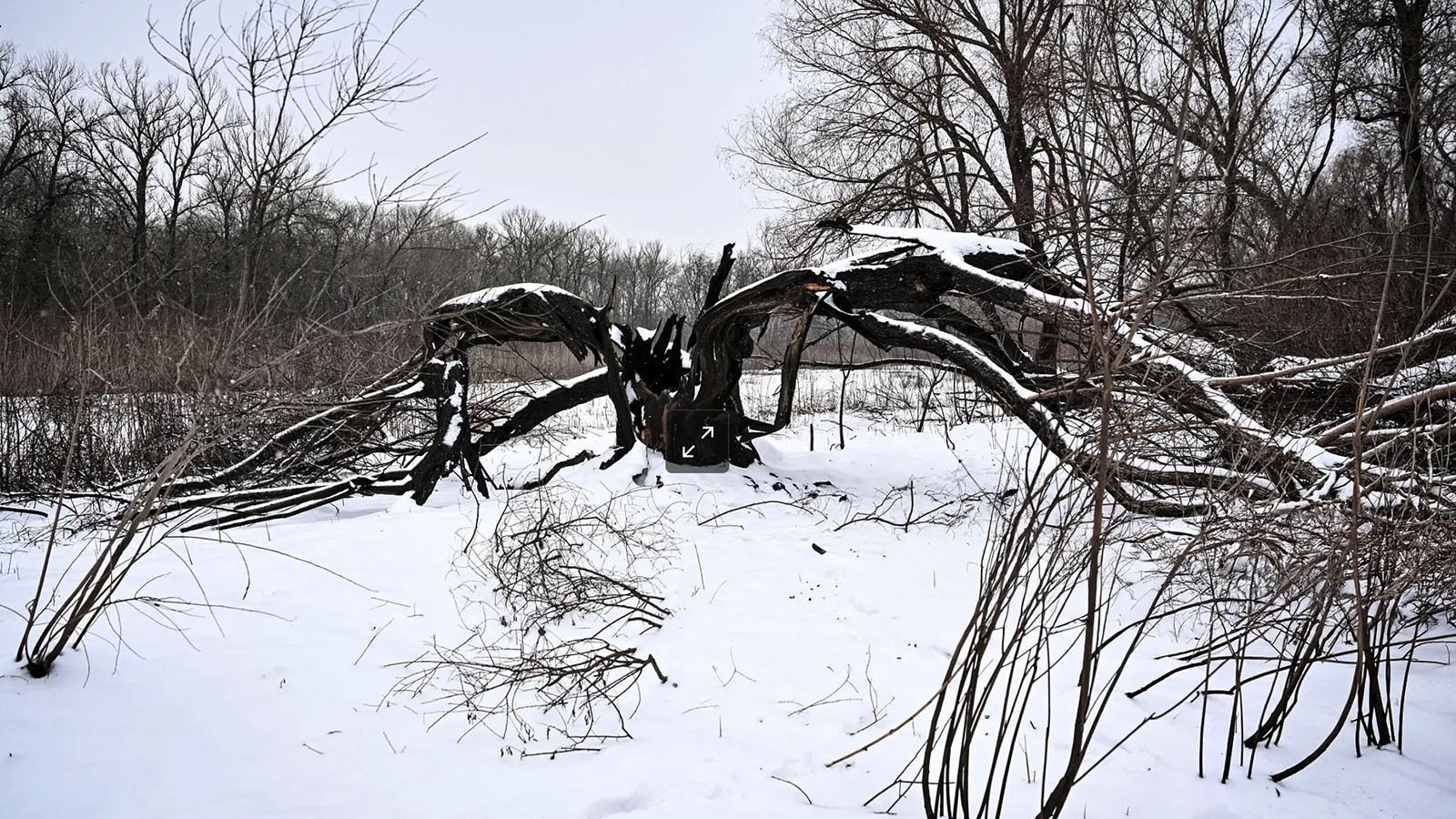 'Exploding Tree' Warning From Subzero Cold Snap Reaches Into Wyoming ...