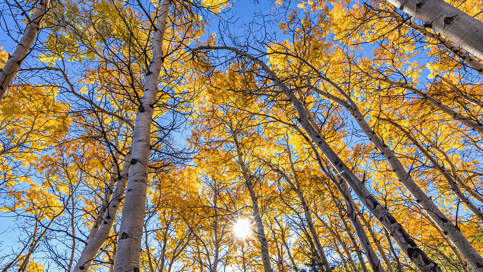 Wyoming’s Spectacular Fall Colors Peaking Now | Cowboy State Daily