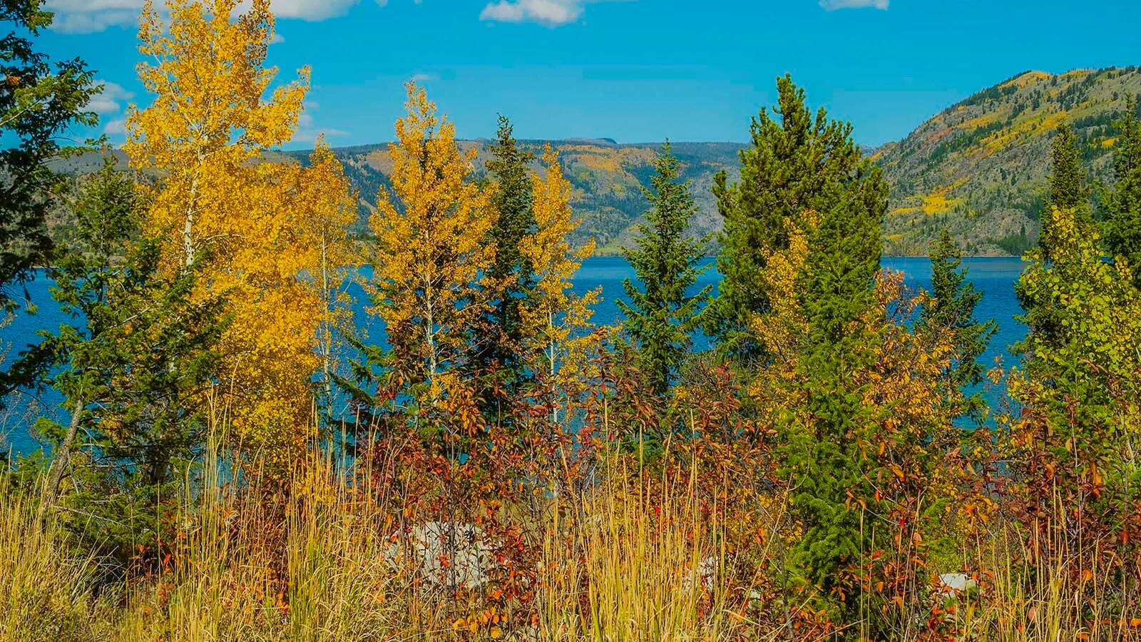 When And Where To Go To See Wyoming’s Fantastic Fall Colors | Cowboy ...