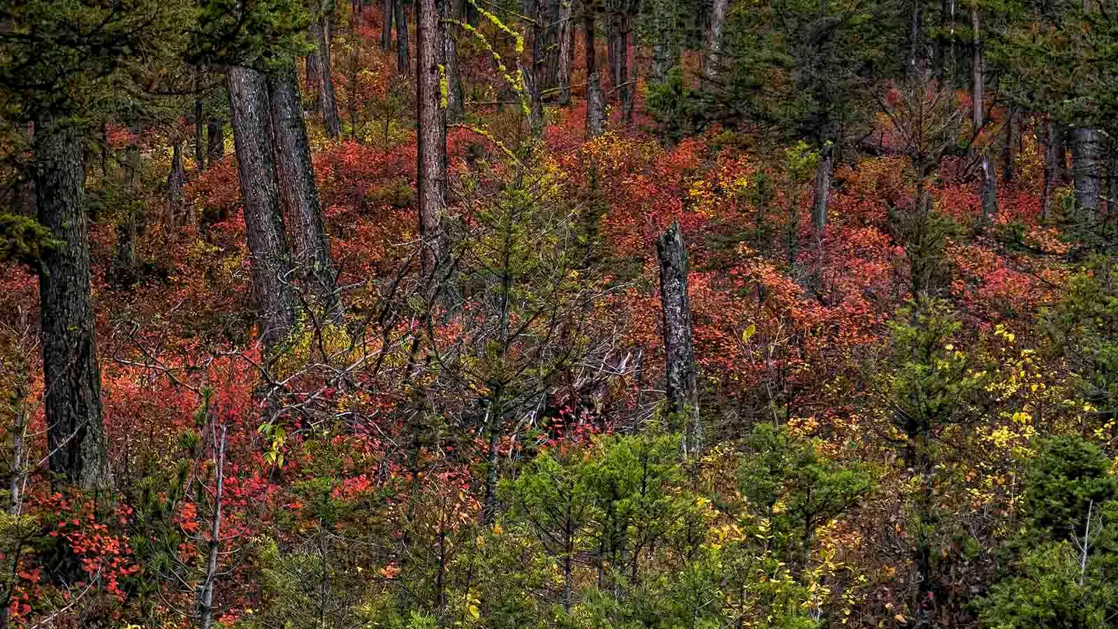When And Where To Go To See Wyoming’s Fantastic Fall Colors | Cowboy ...