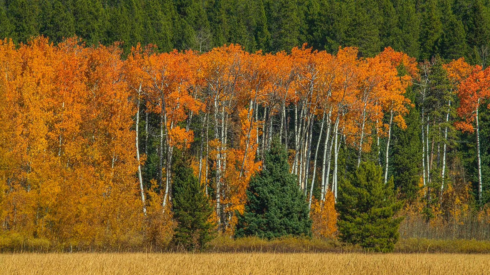 When And Where To Go To See Wyoming’s Fantastic Fall Colors | Cowboy ...