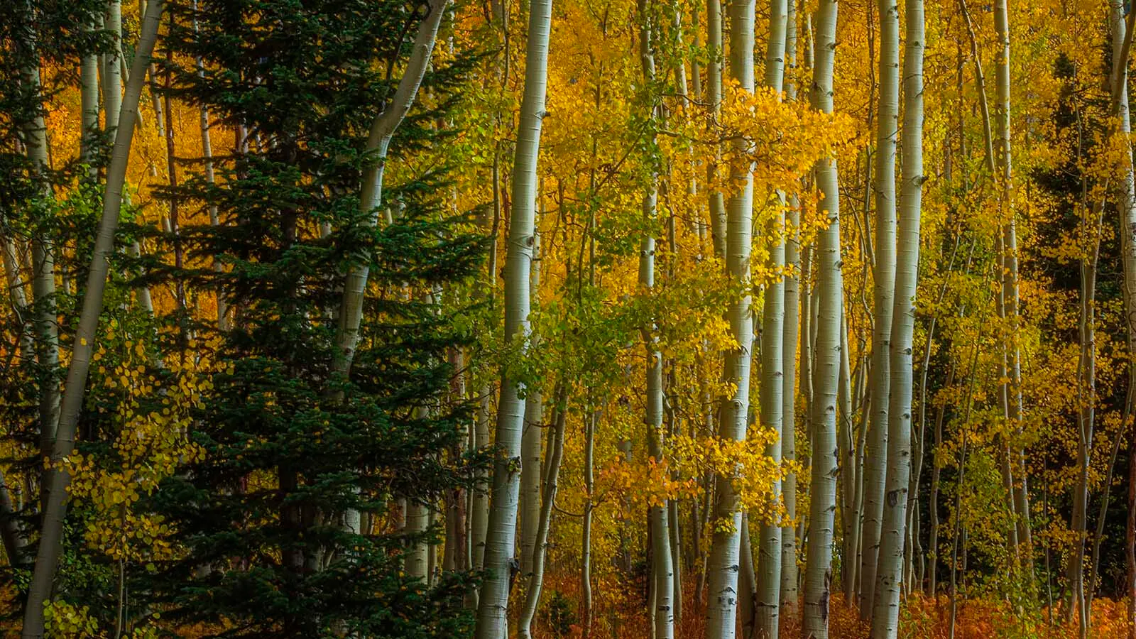 When And Where To Go To See Wyoming’s Fantastic Fall Colors | Cowboy ...