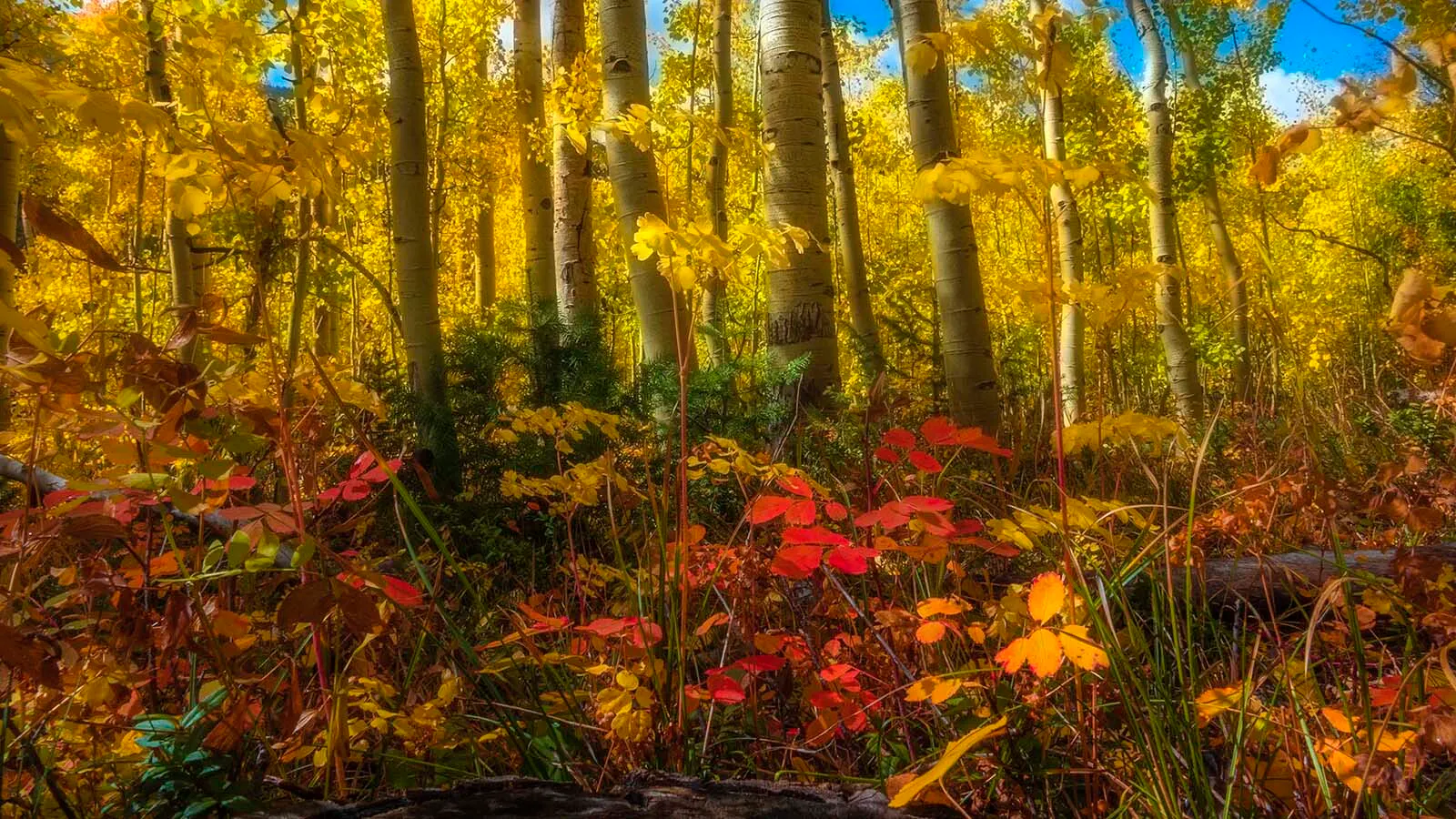 When And Where To Go To See Wyoming’s Fantastic Fall Colors | Cowboy ...
