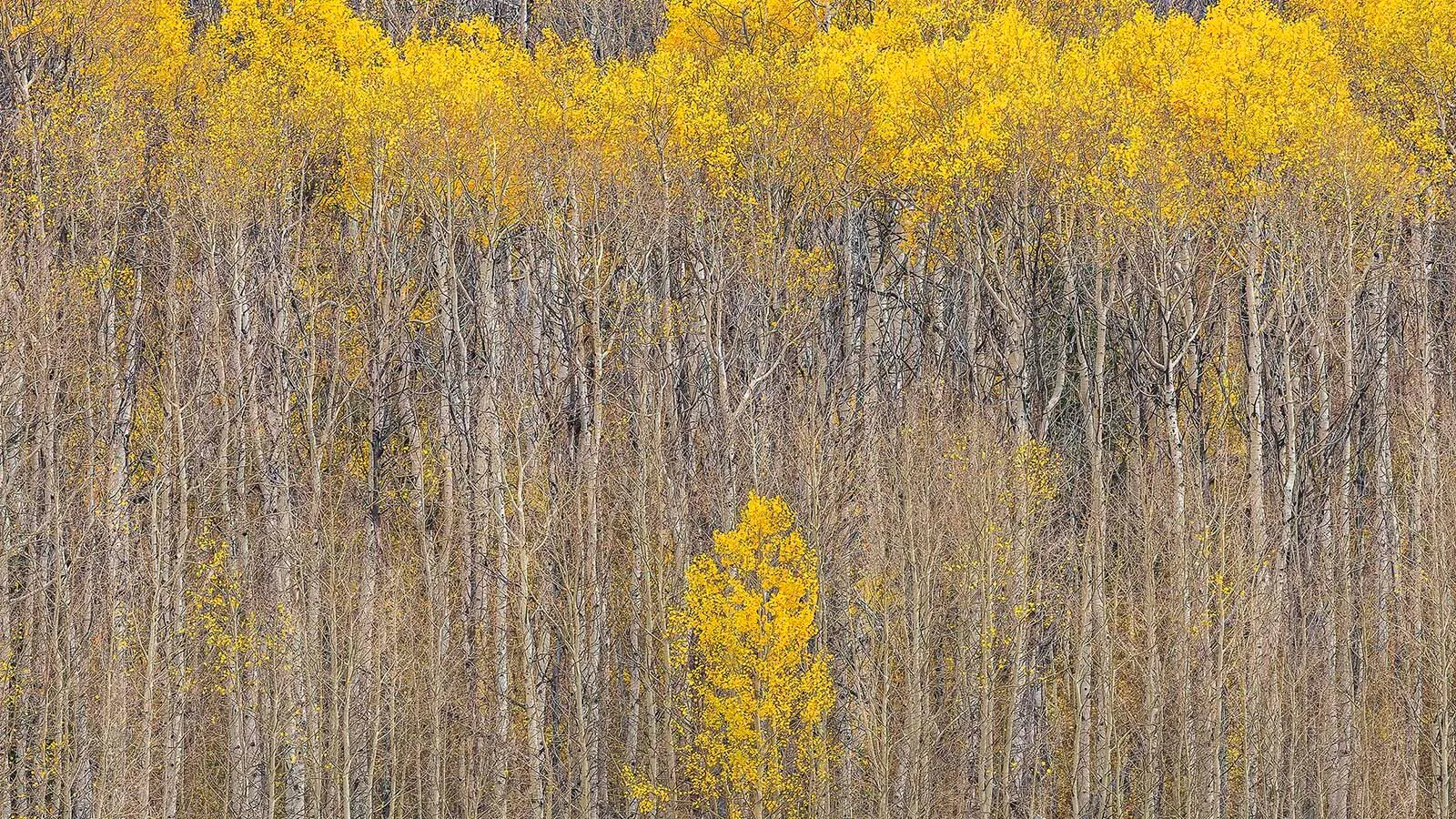 When And Where To Go To See Wyoming’s Fantastic Fall Colors | Cowboy ...
