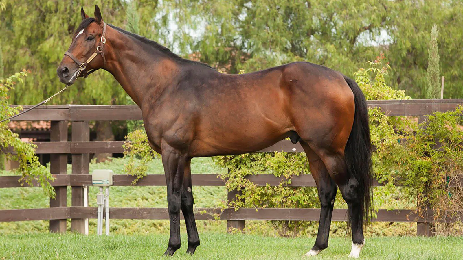 Champion Thoroughbred Finnegans Wake To Make Wyoming Home In Retirement ...