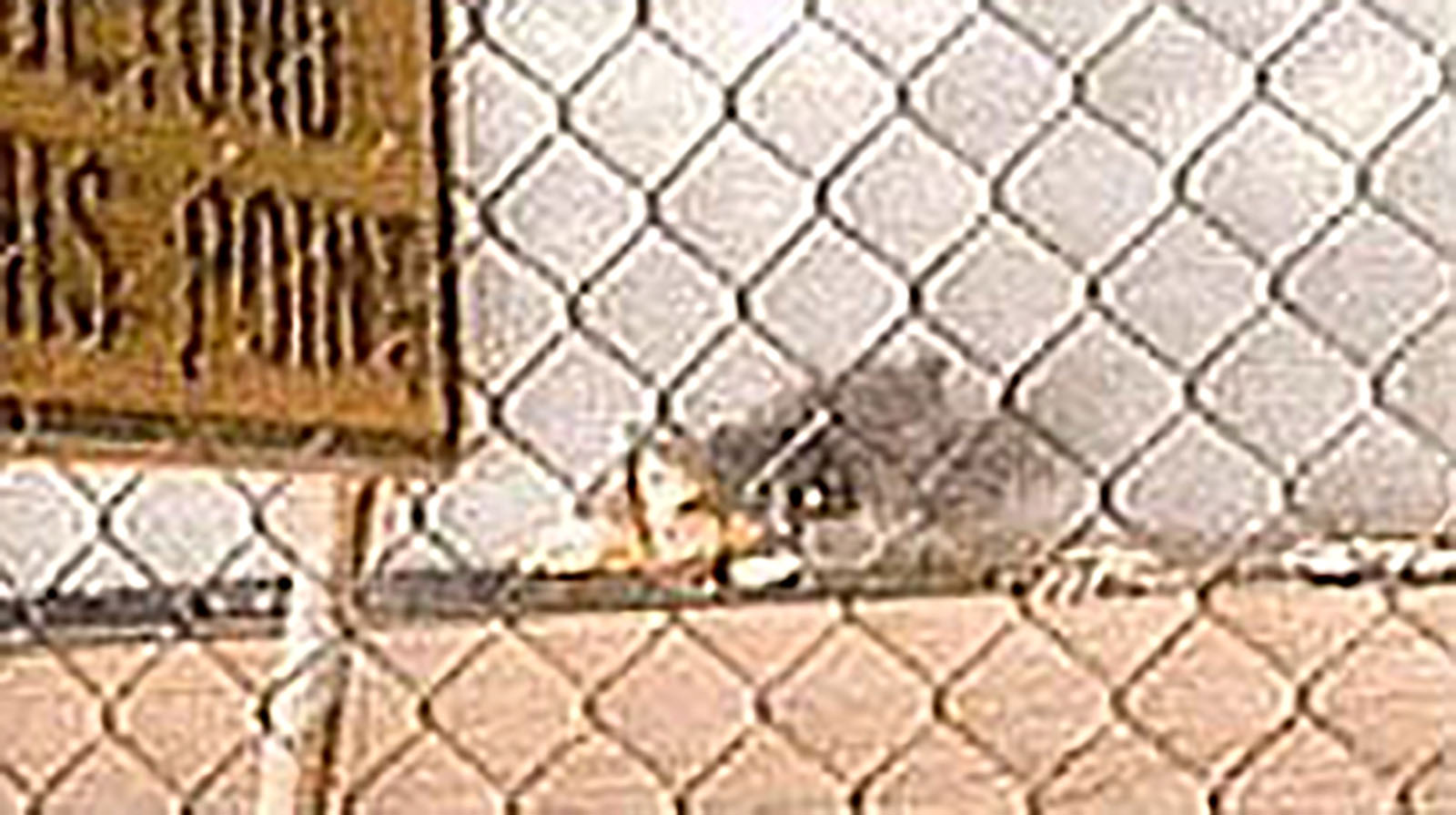 Rockies Announcer Jerry Schemmel Shares How Plane Crash Changed His ...