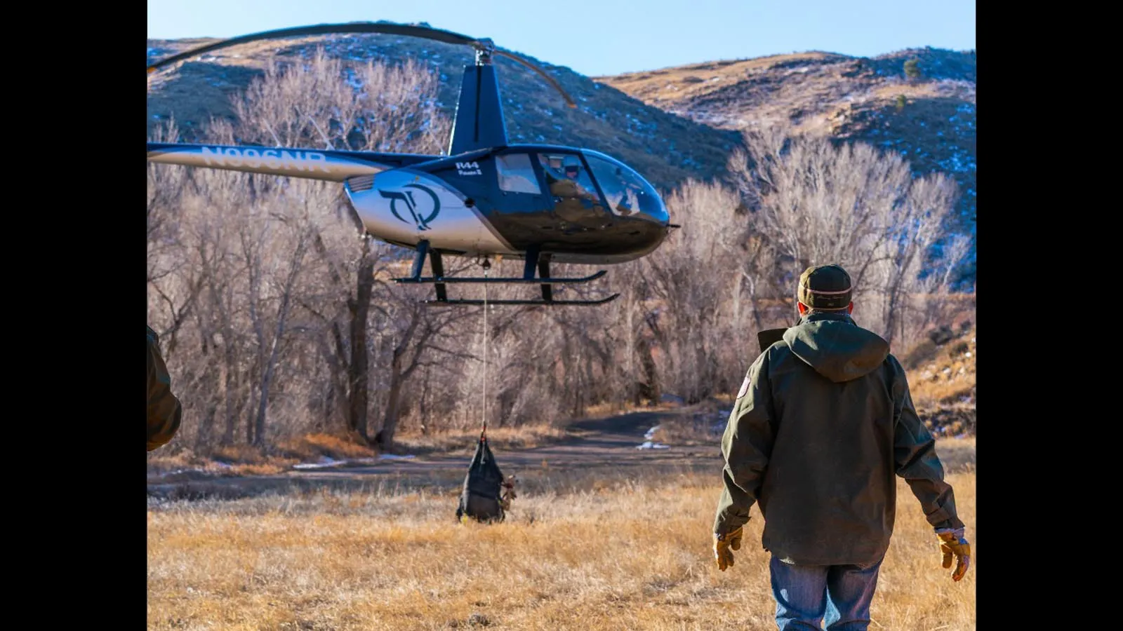 Blindfolded Wyoming Bighorns Ride Helicopters For Research | Cowboy ...