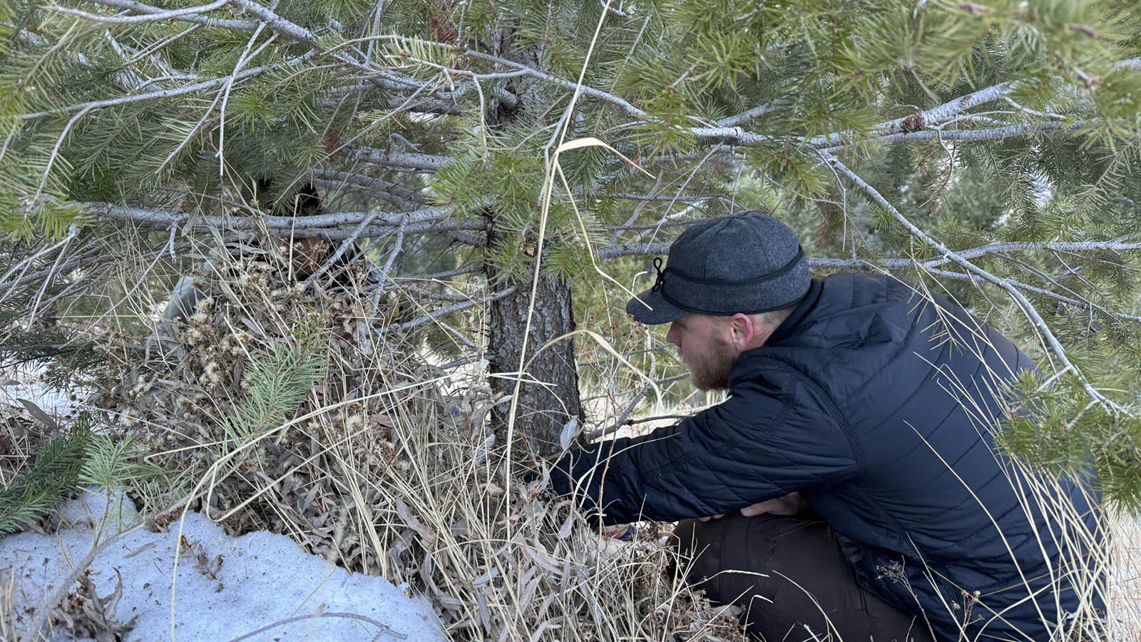 Wyoming Forest Rangers And Hotshots Spread Cheer With “Charlie Brown” Trees | Cowboy State Daily