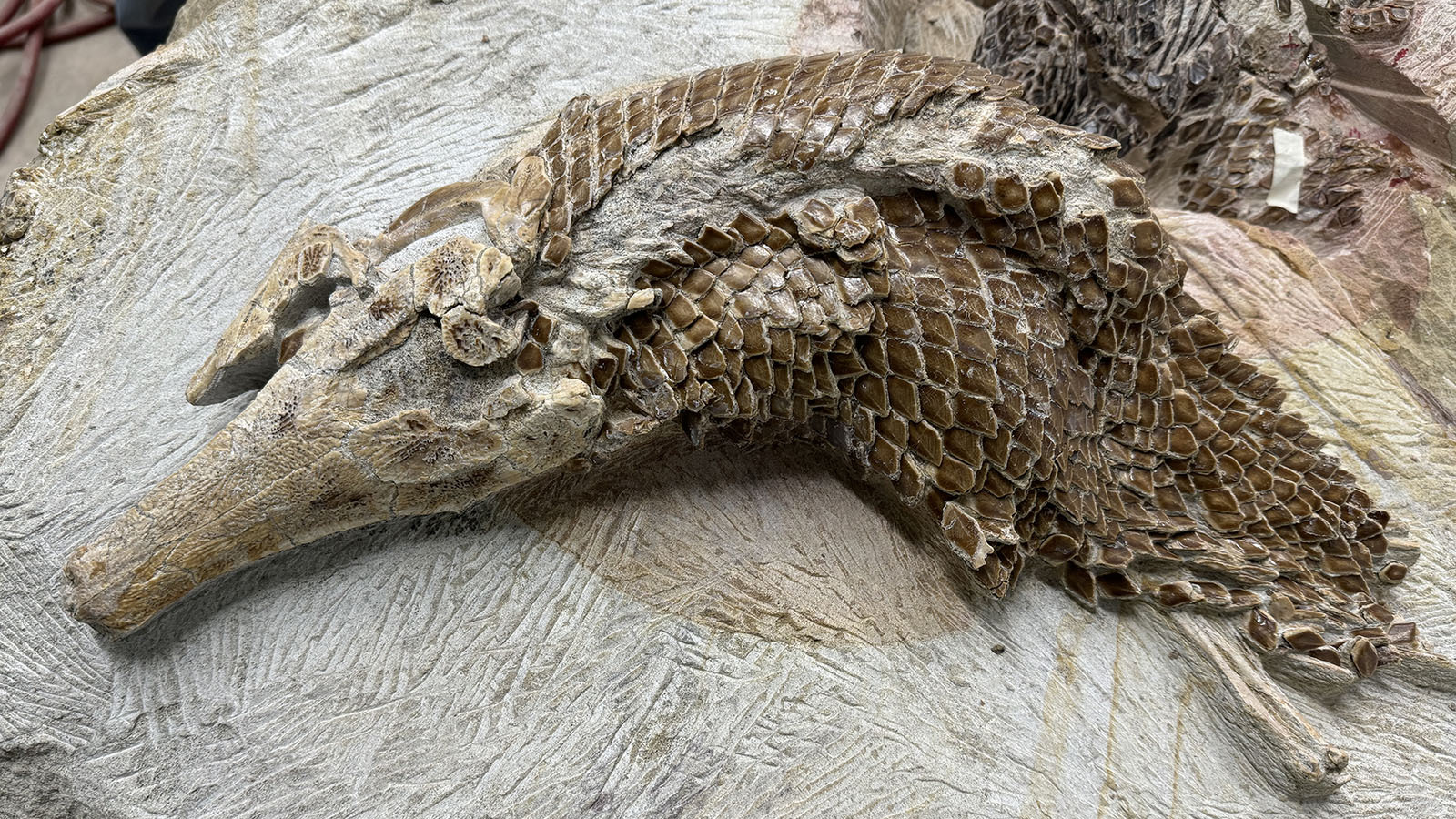 Wyoming Rancher Discovers Rare Cache Of 50 Million-Year-Old Fossilized ...