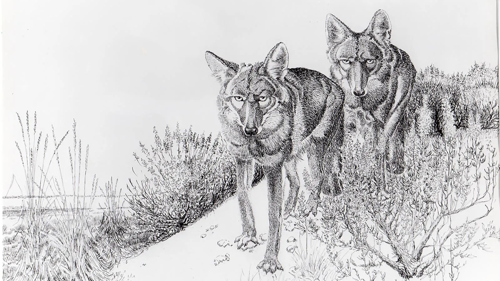 More Drawings By George Ostrom Found, Famous For Creating Wyoming’s ...