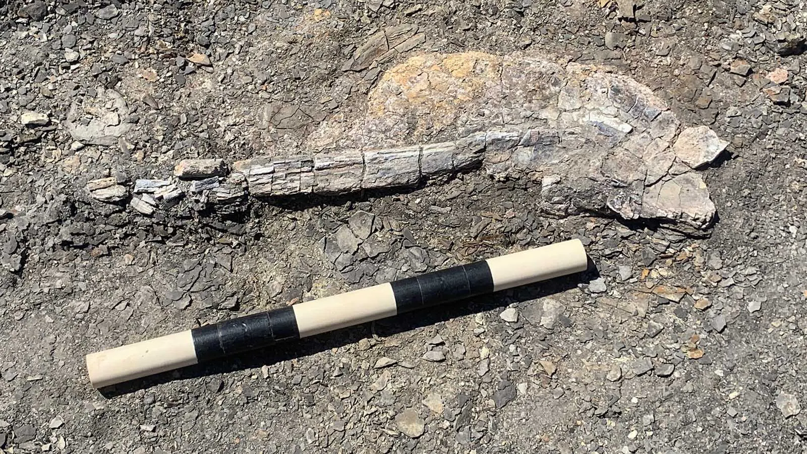 Scientists Keep Location Of Prehistoric Squid Found In Eastern Wyoming ...