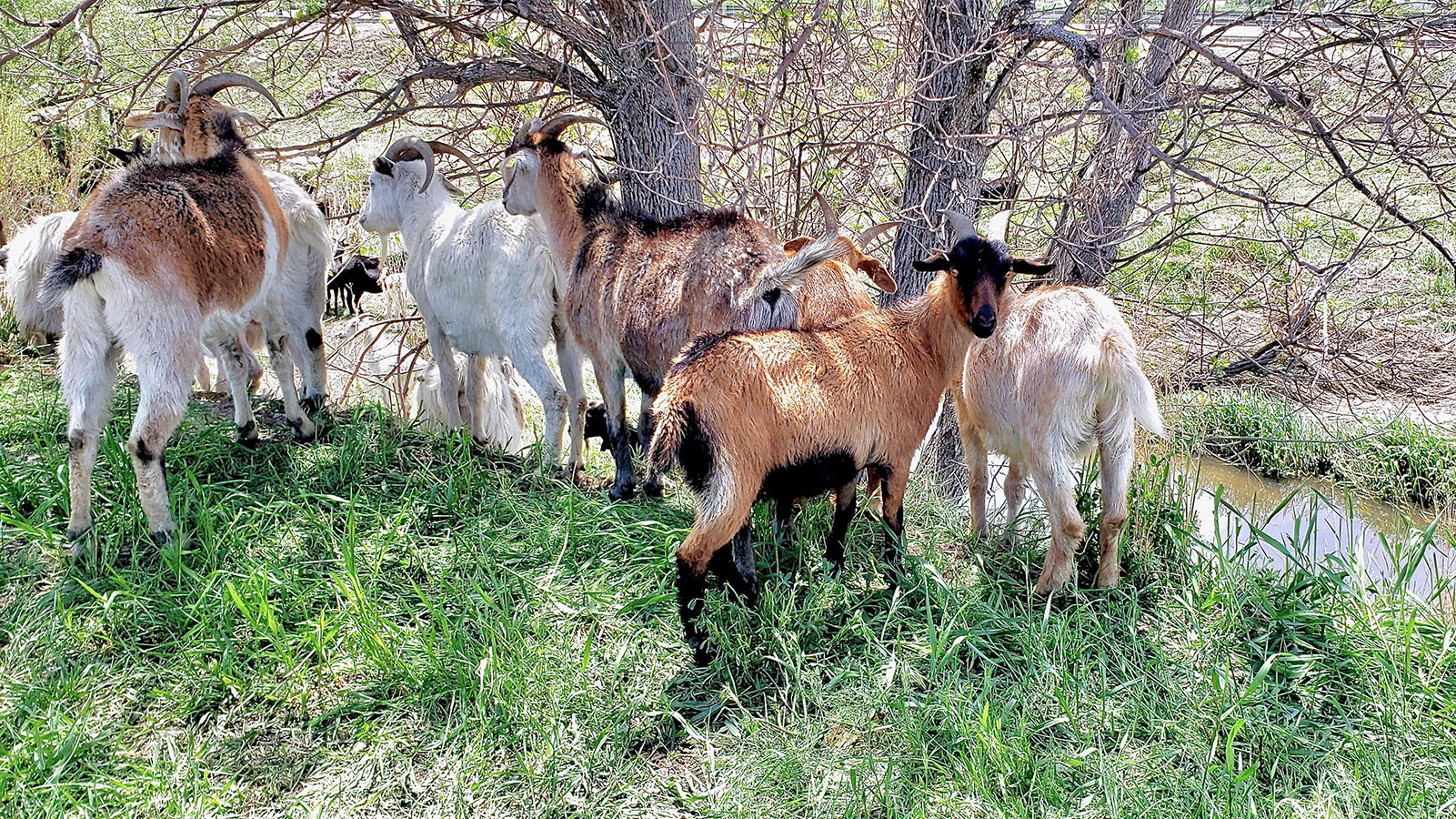 Cheyenne Brings In 500 Goats To Battle Weeds | Cowboy State Daily