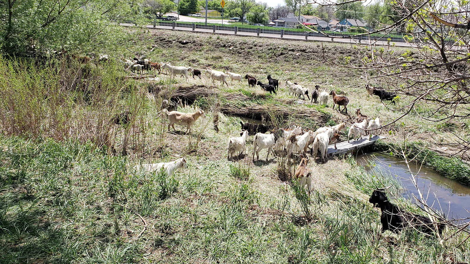 Cheyenne Brings In 500 Goats To Battle Weeds | Cowboy State Daily