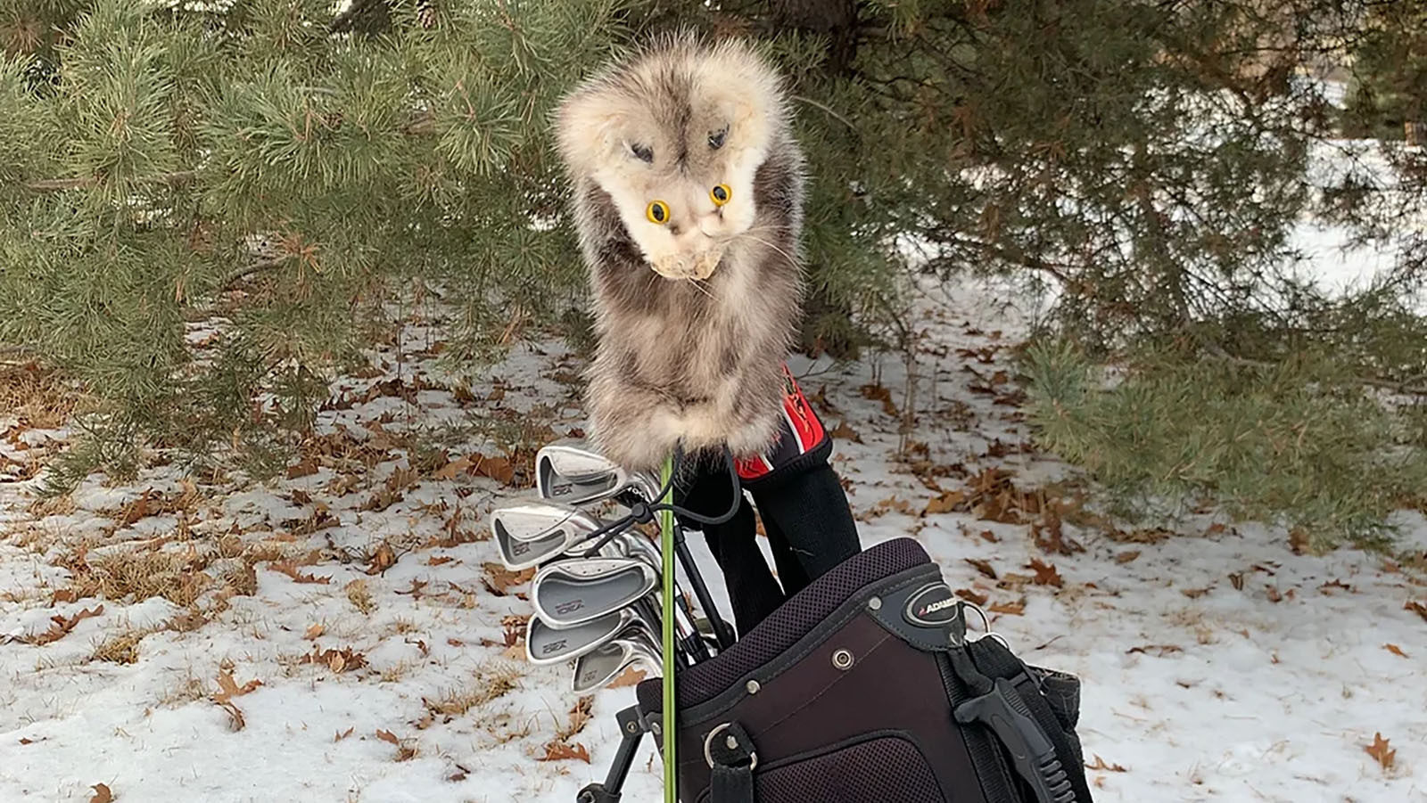 After Success Of The Squallet, Meet The RaccSack, A Backpack Made From ...