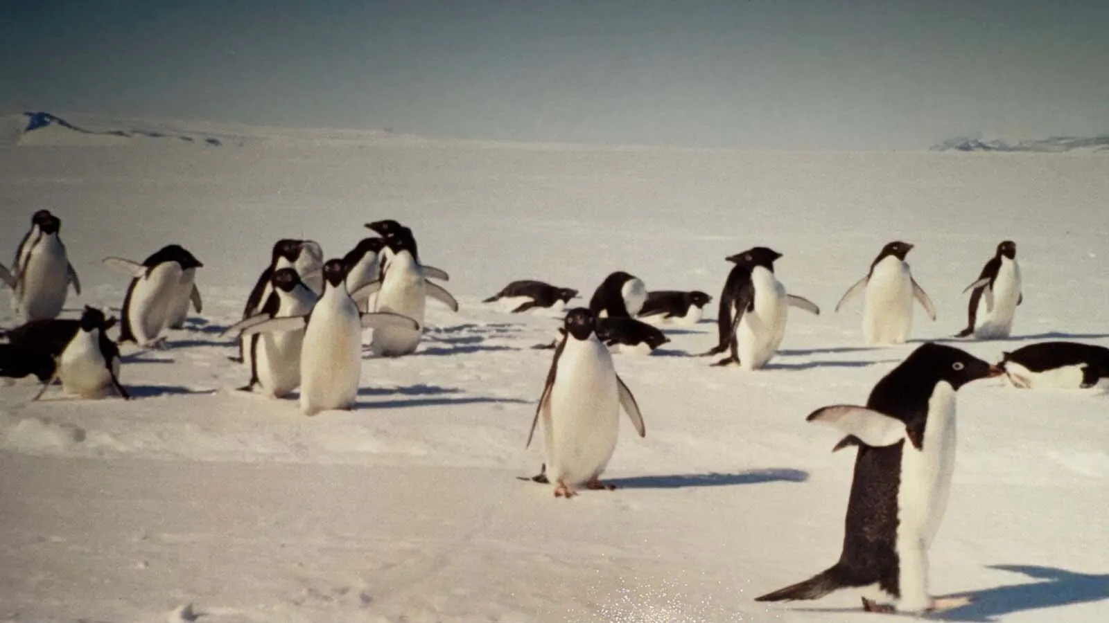 The 'Greybull Mafia' Who Kept Antarctica Research Station Running ...