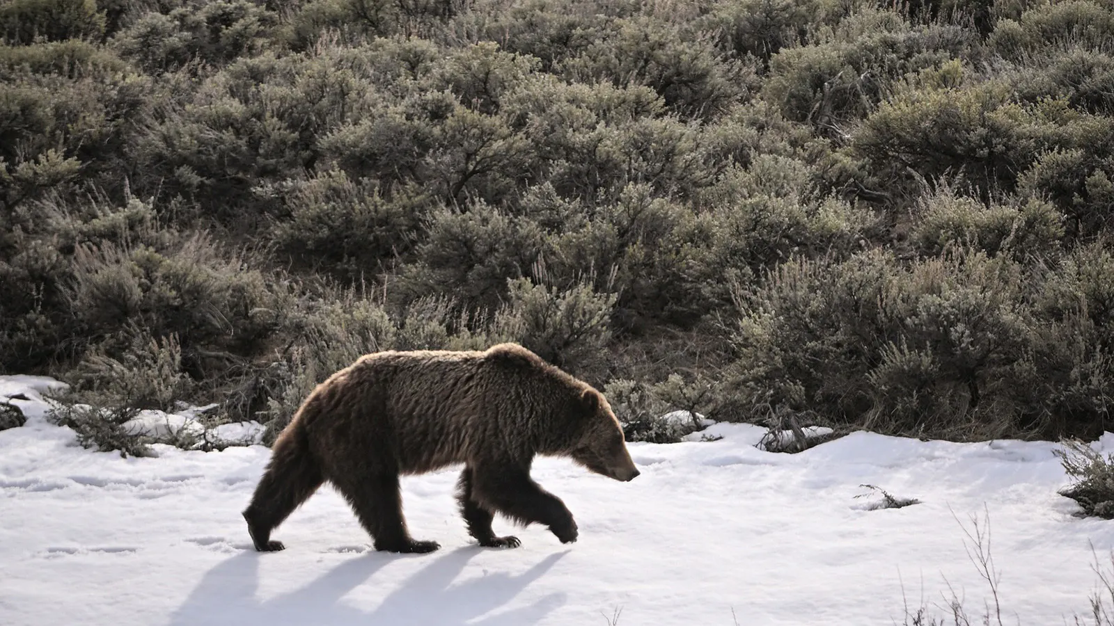 Nearly 20-Years-Old Now, Grizzly 610 Is The Heir Apparent To Her Mom ...