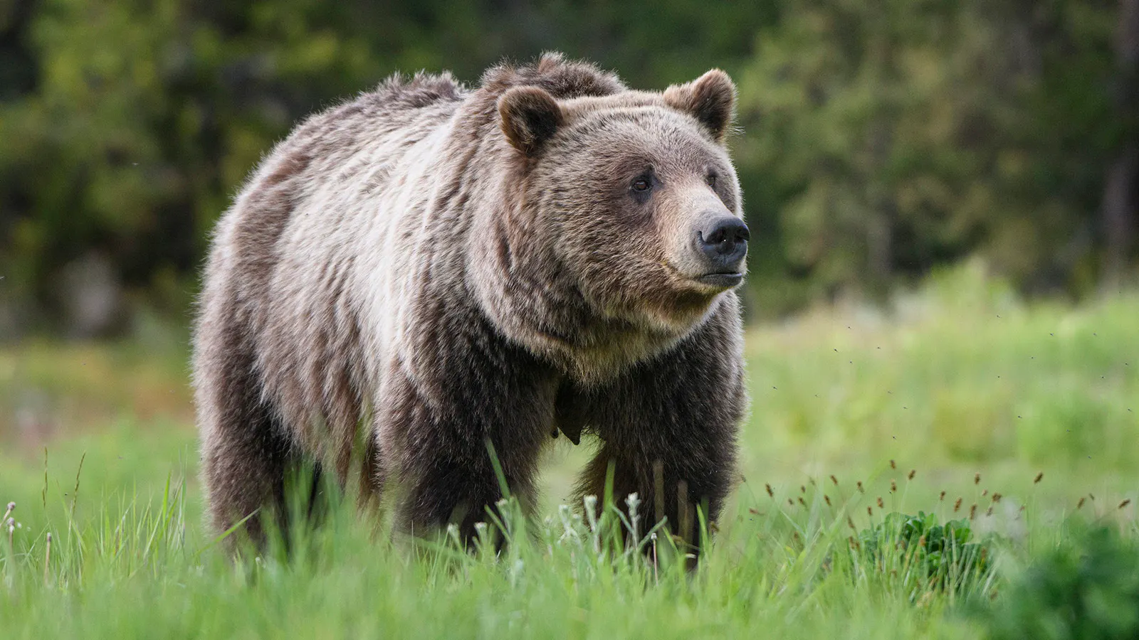Nearly 20-Years-Old Now, Grizzly 610 Is The Heir Apparent To Her Mom ...