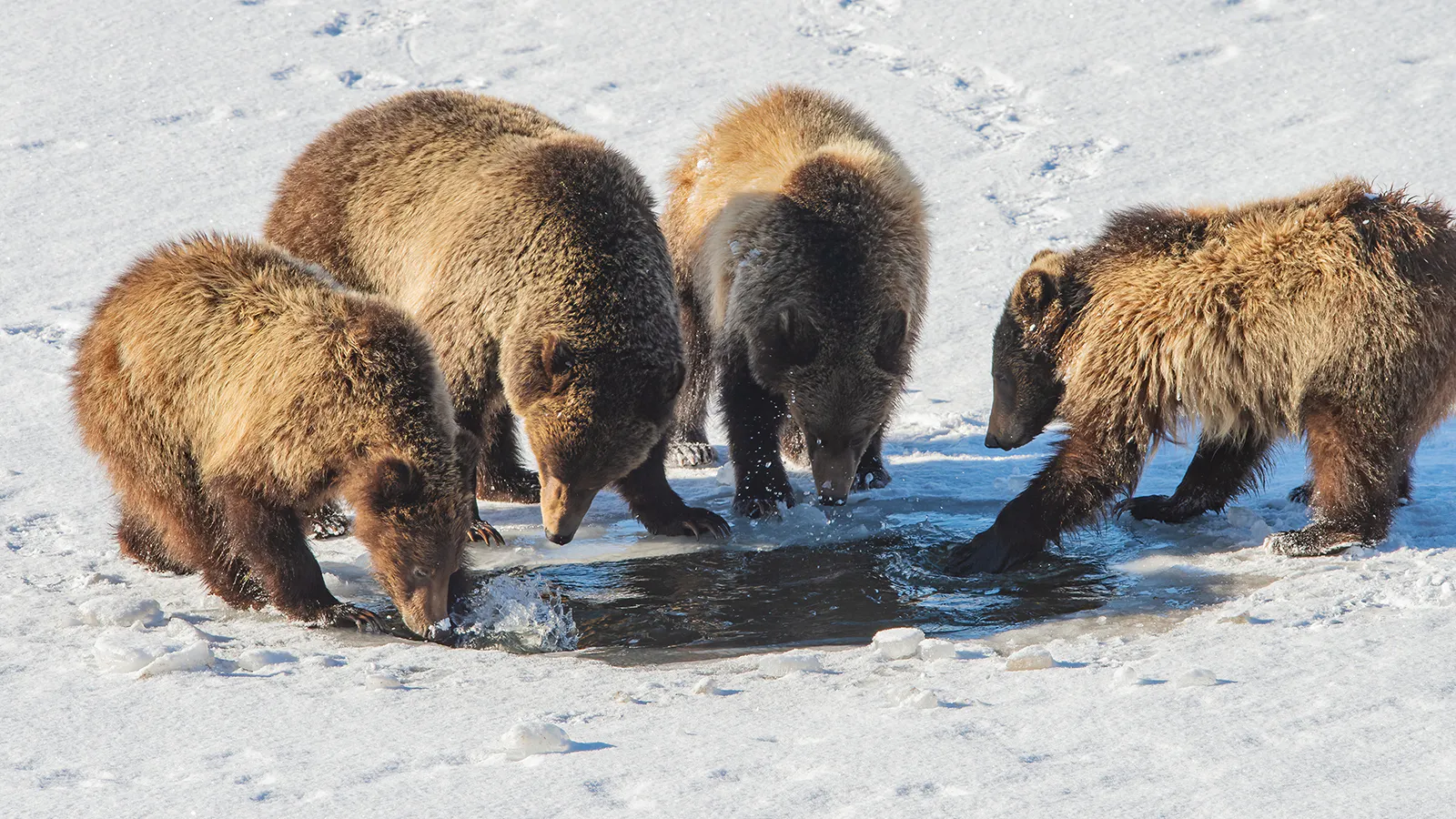 Nearly 20-Years-Old Now, Grizzly 610 Is The Heir Apparent To Her Mom ...