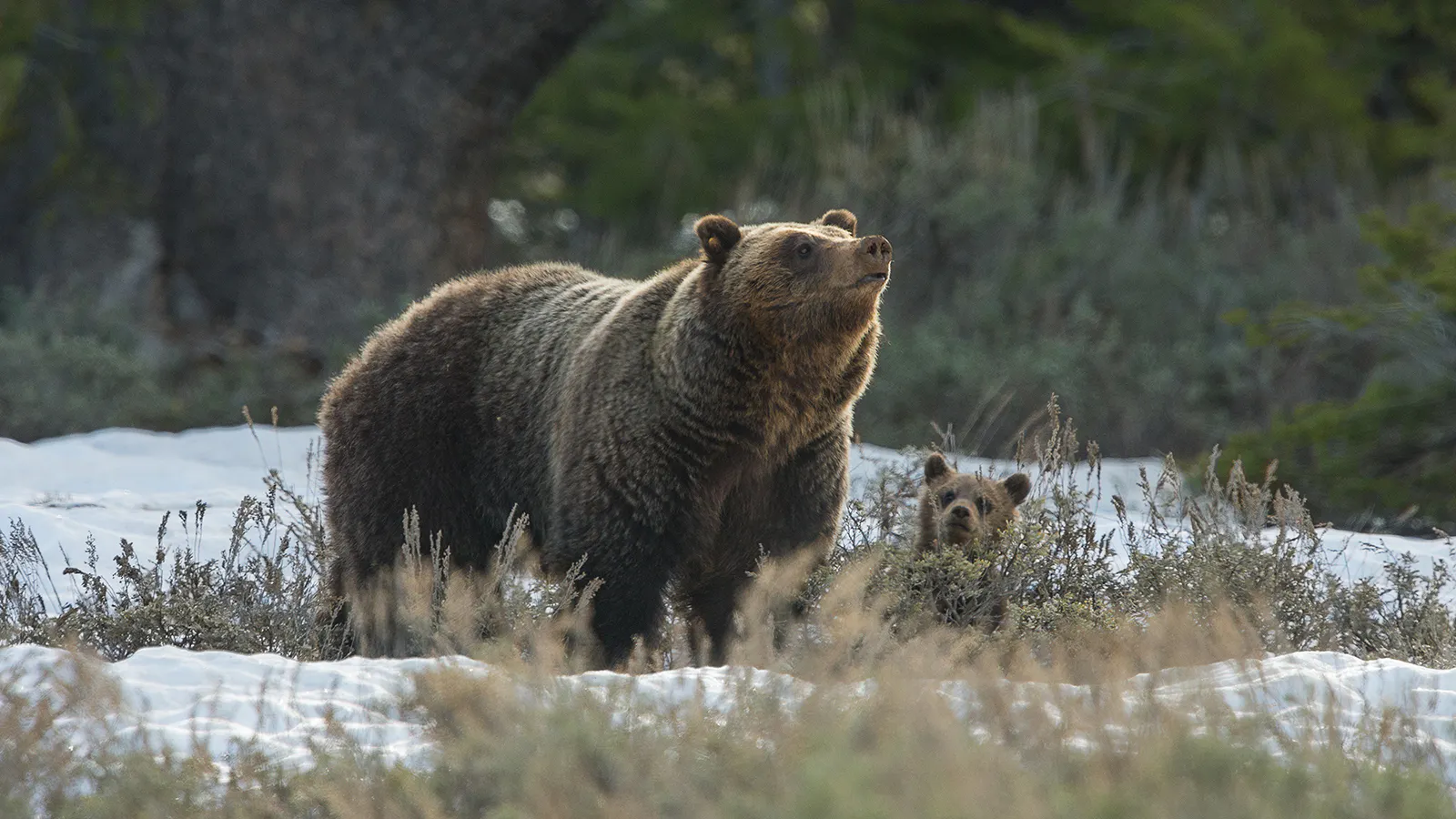 Nearly 20-Years-Old Now, Grizzly 610 Is The Heir Apparent To Her Mom ...