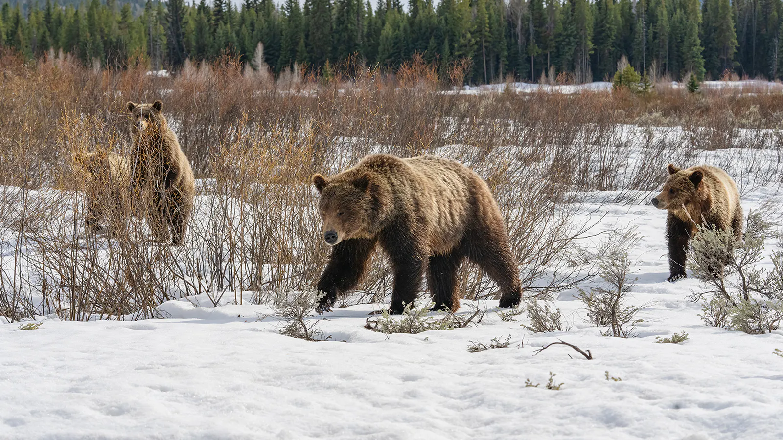 Nearly 20-Years-Old Now, Grizzly 610 Is The Heir Apparent To Her Mom ...