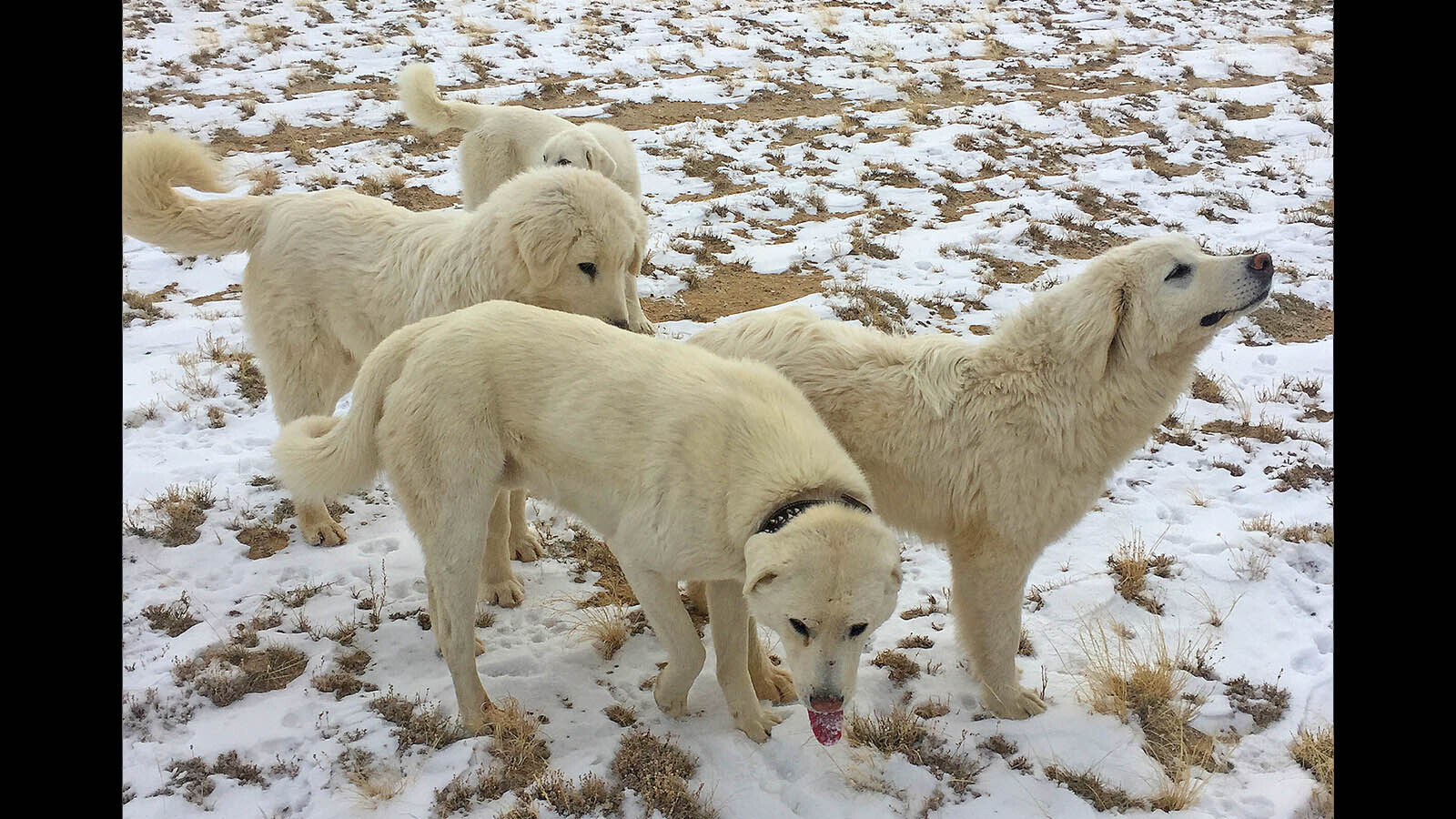 Wyoming Ranchers Salute Great Pyrenees In Georgia Who Fought Off 11 ...