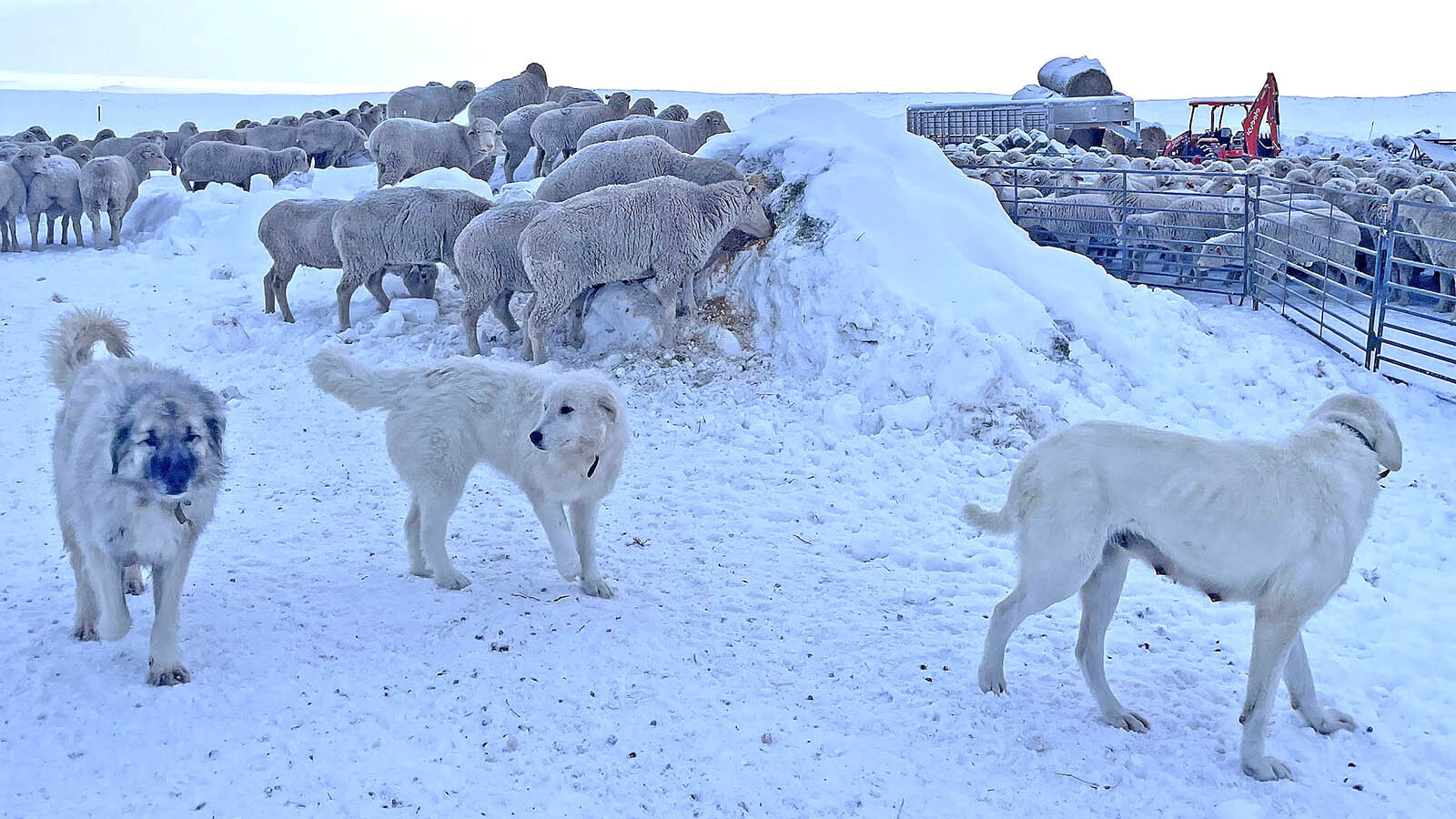 Wyoming Ranchers Salute Great Pyrenees In Georgia Who Fought Off 11 ...