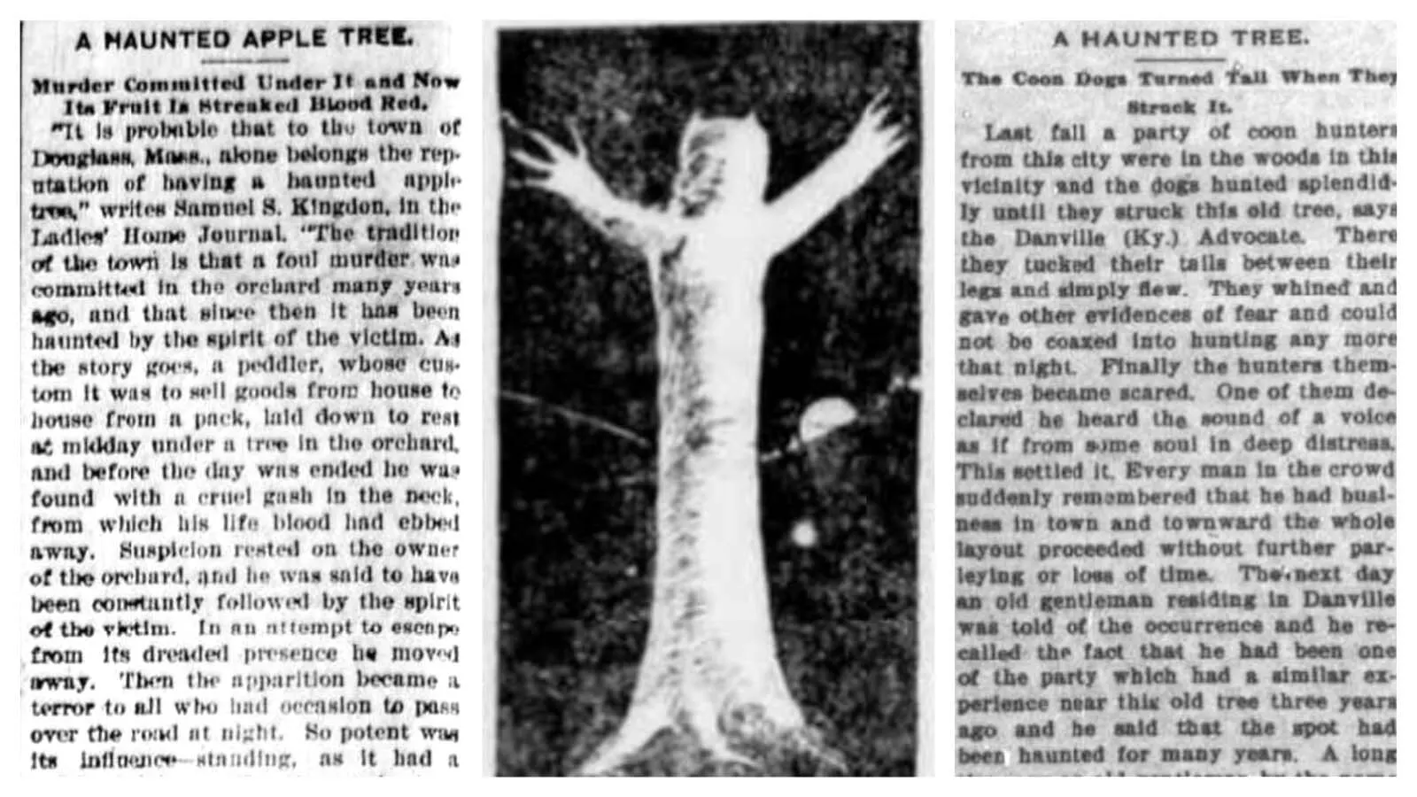 Ghostly Wyoming: Haunted Trees Hold Echoes of Violence From Murders ...