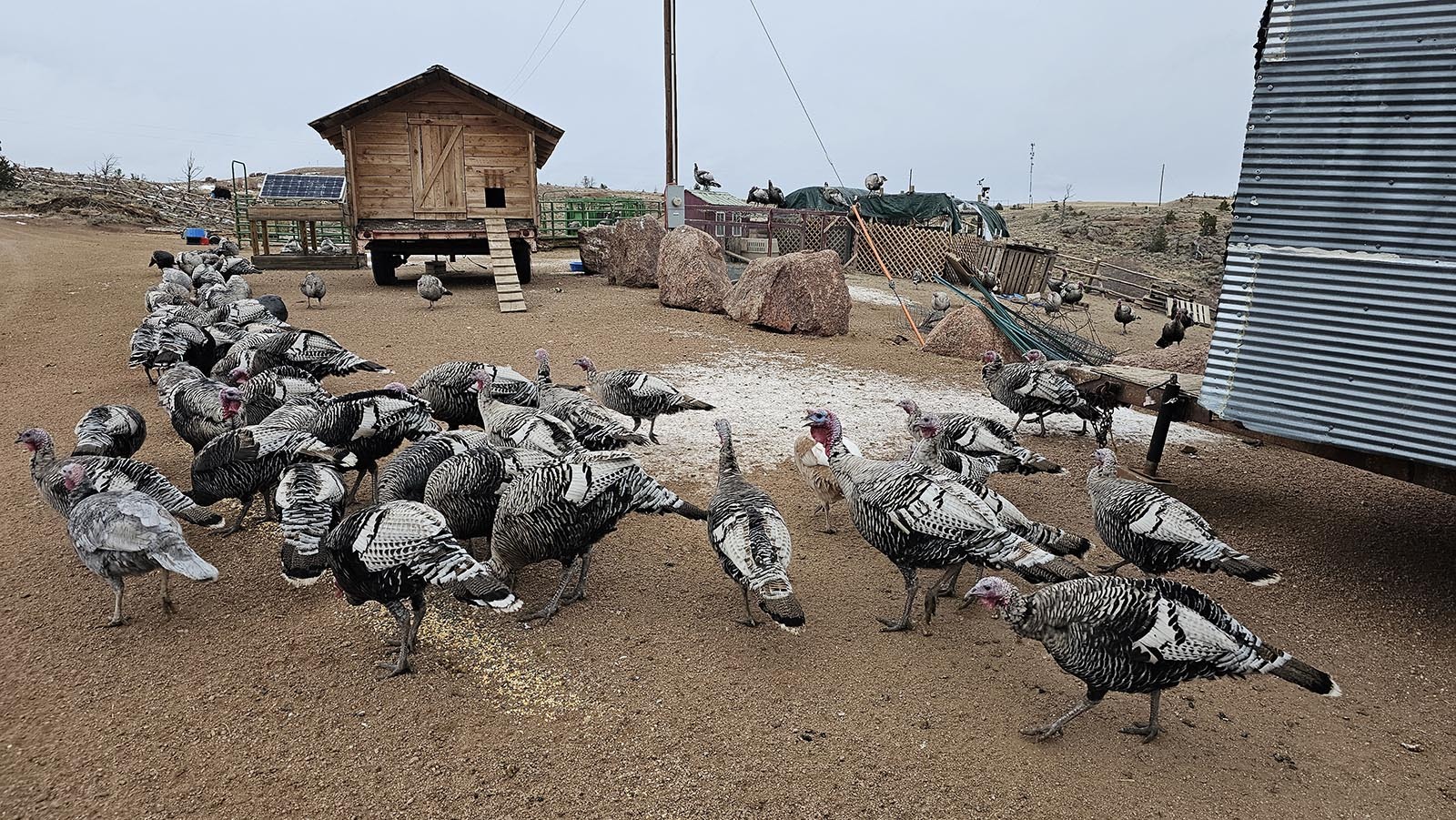 Life On The Farm: Raising Turkeys and Yaks In Albany County, Wyoming ...