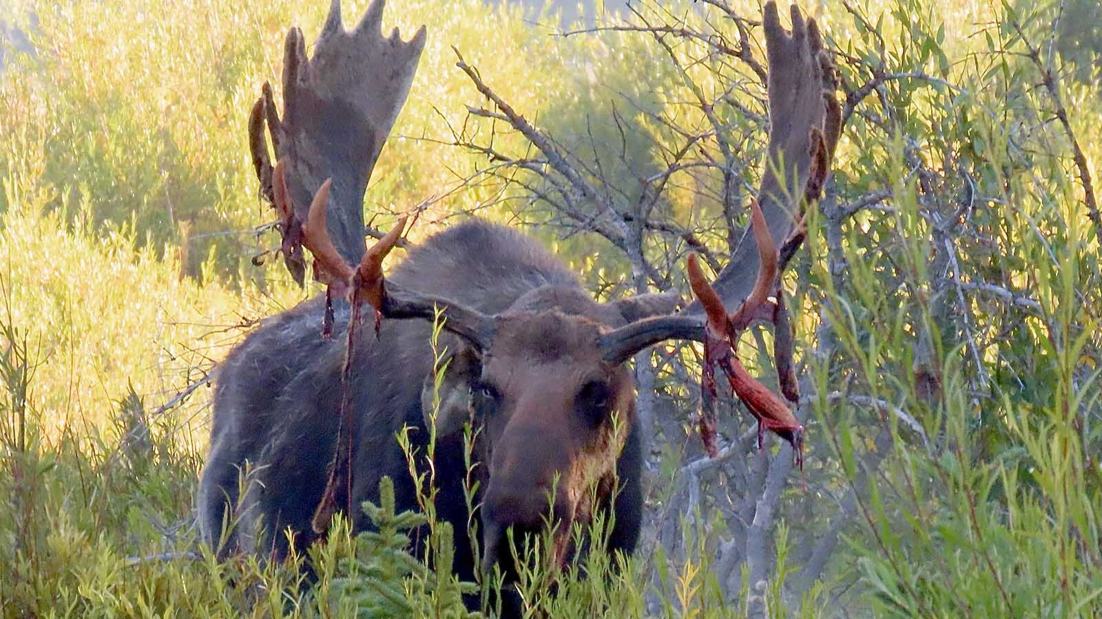 Videographer Catches Hoback, Teton Park’s Famously Huge Moose, Shedding ...