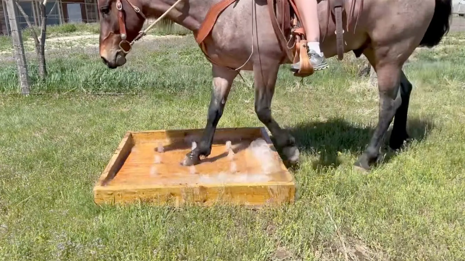 How To Train The Perfect Trail Horse | Cowboy State Daily