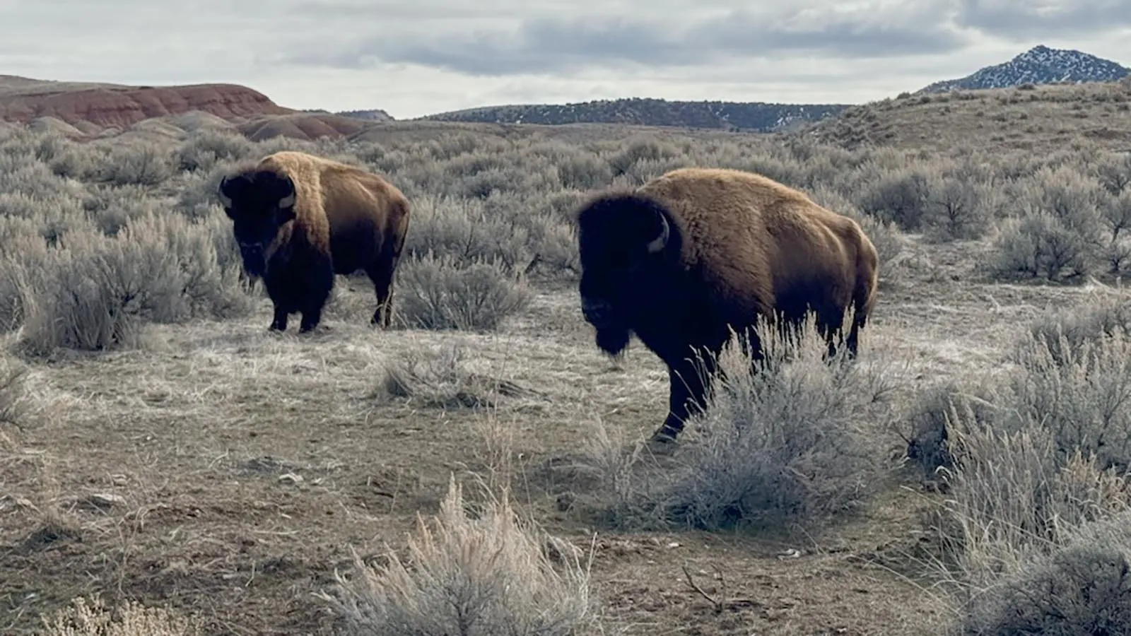 Want To Buy A Wild Bison? Wyoming State Parks Is Selling 15 | Cowboy ...