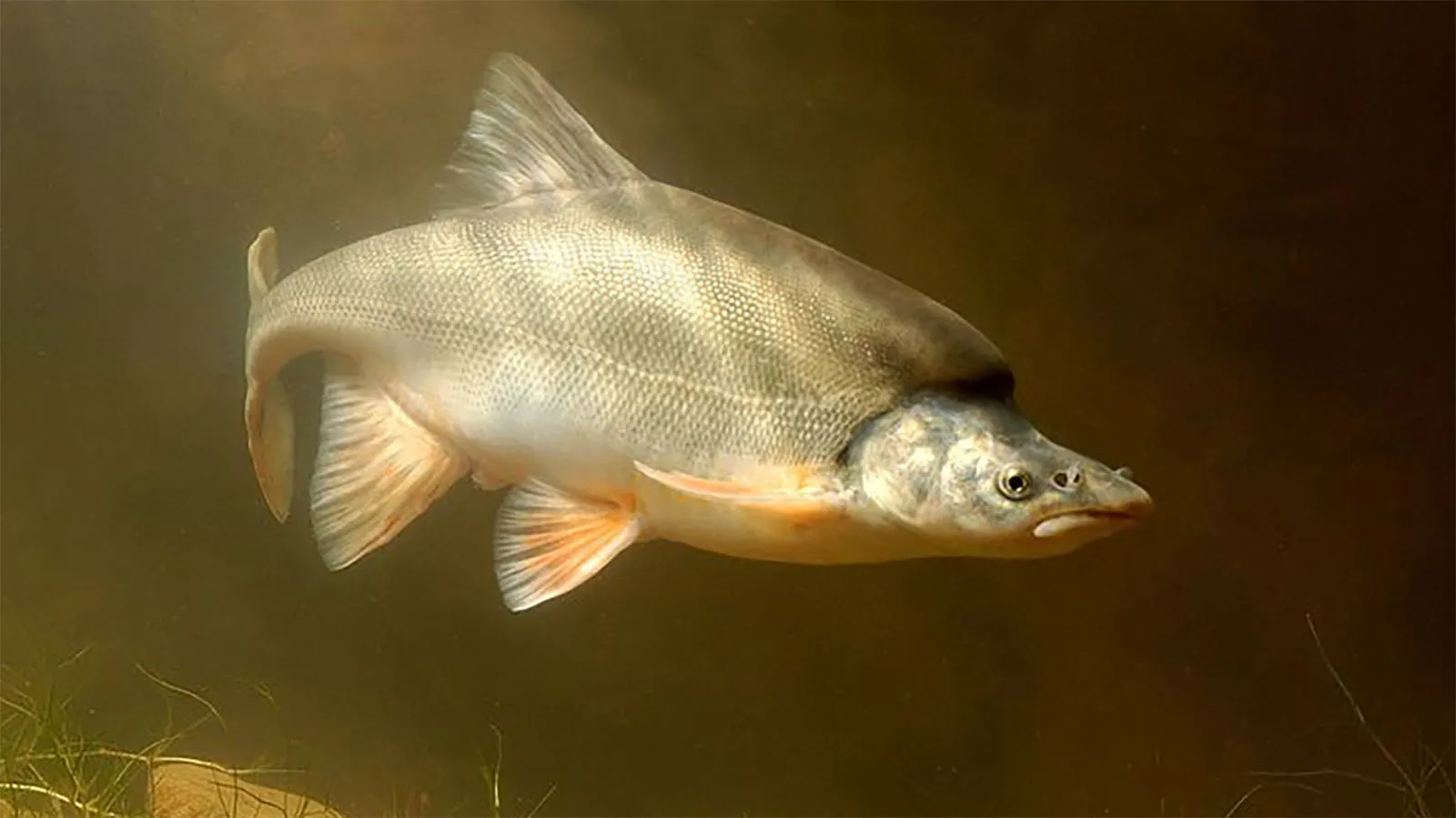 Hageman Aims To Protect Hydro Power By Reversing Biden Fish Protections ...