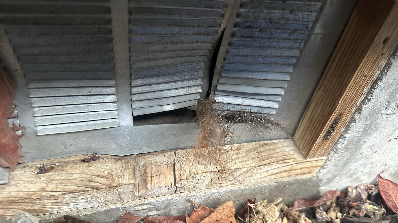 'Nuclear Bomb' Of Invasive Rats That Exploded in Boise Can Threaten ...