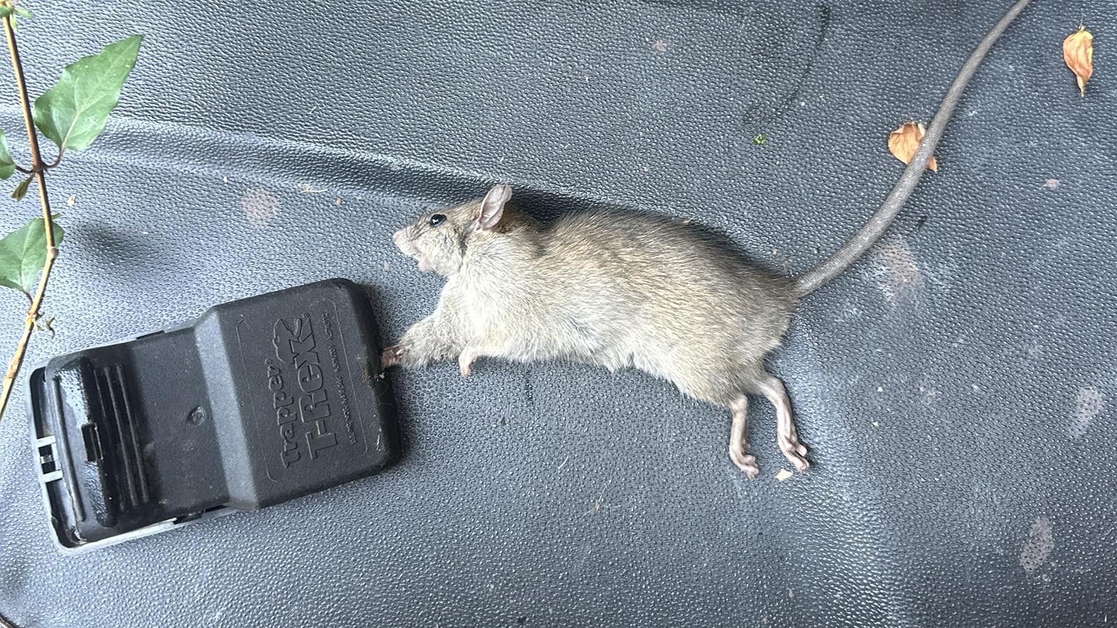 'Nuclear Bomb' Of Invasive Rats That Exploded in Boise Can Threaten ...