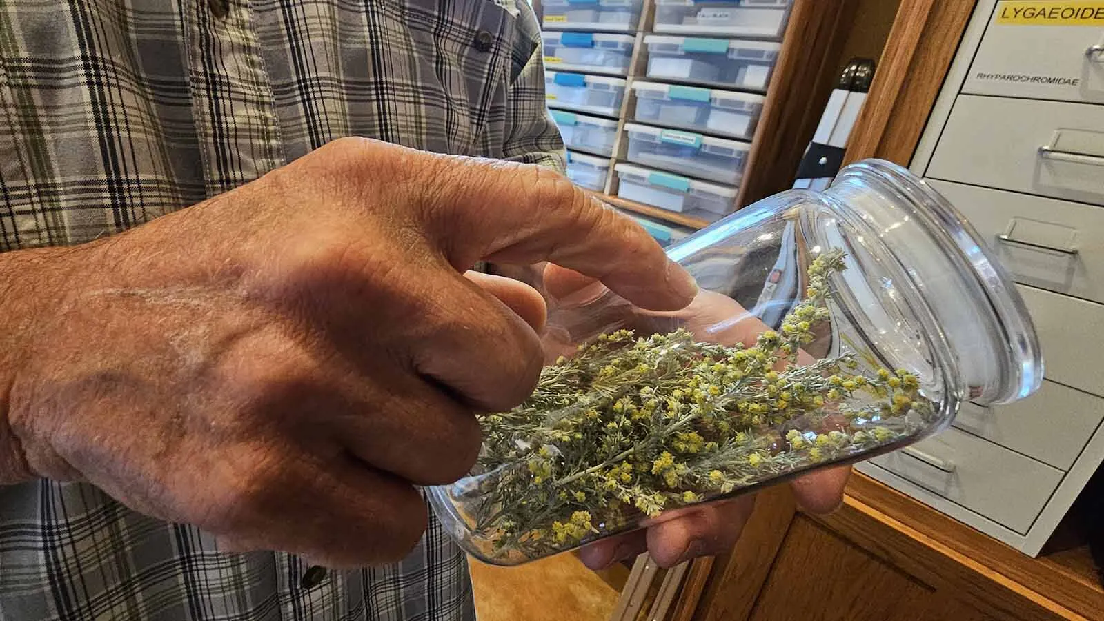 Wyoming’s Insect Cowboy Has Discovered New Bugs That Are In The ...