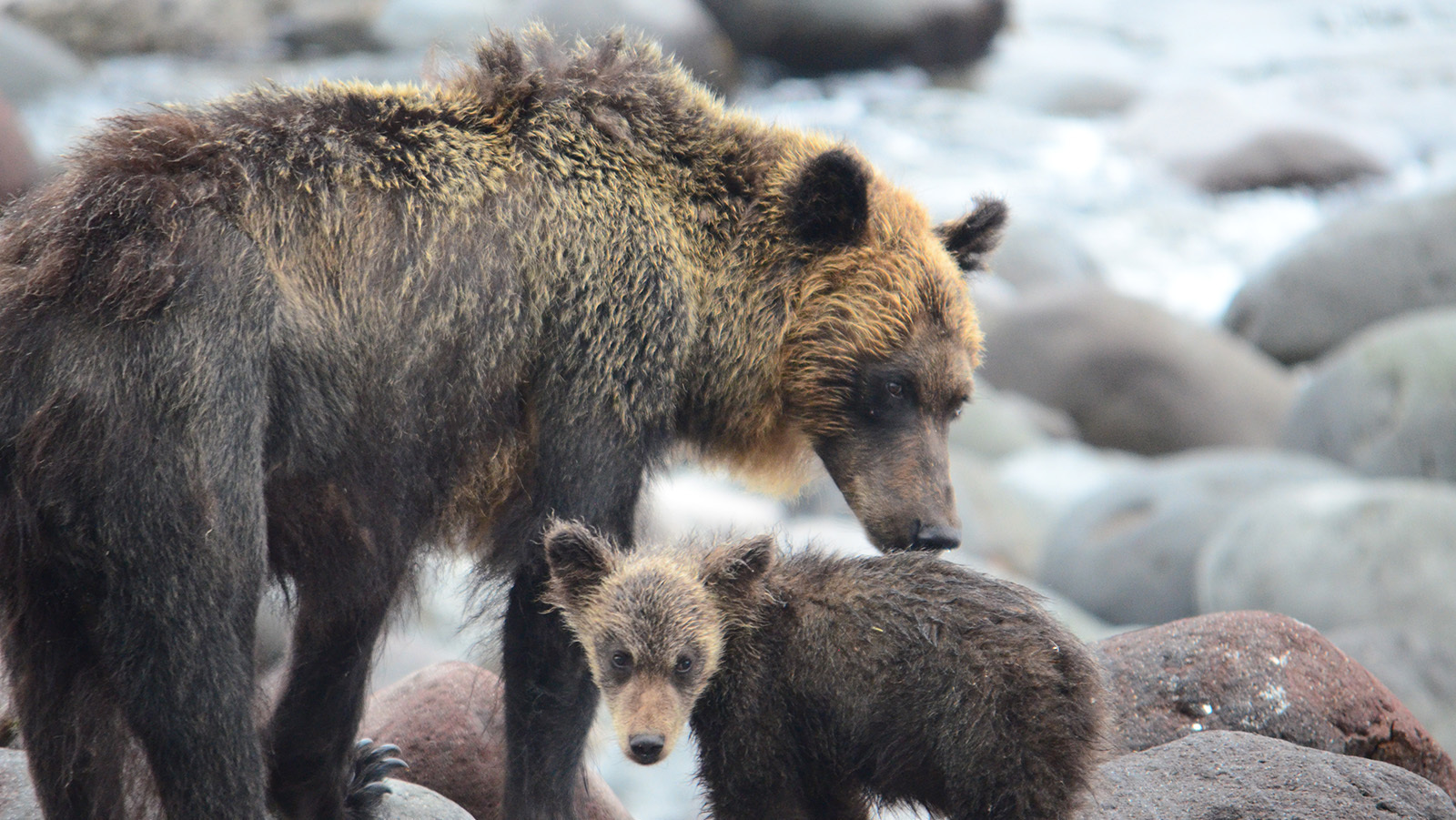 Japan’s Bears Are Much Like Wyoming’s — But They’re Meaner And Attack ...