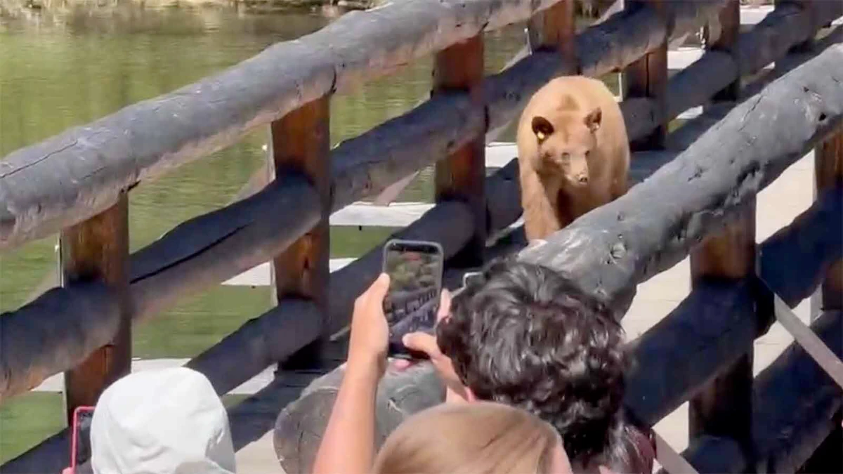 Bear Walks Up To Grand Teton Crowd — And Tourists Didn't Do Anything ...