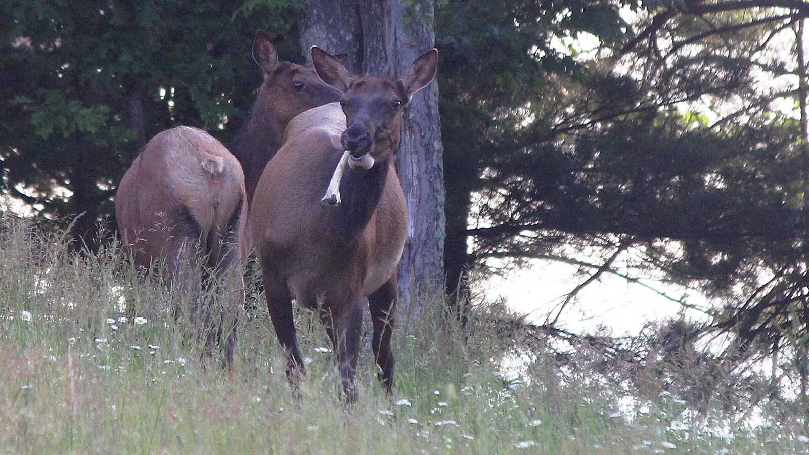 Did You Know? Elk Are Nature's Garbage Disposals, They'll Eat Anything ...
