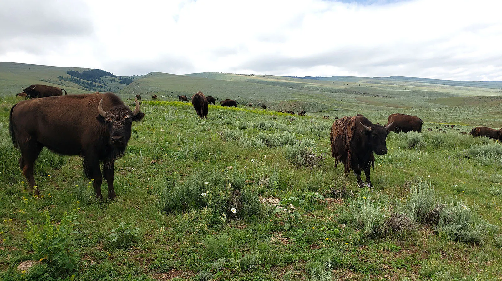 History Channel's Josh Kirk Is A Modern-Day Wyoming Mountain Man ...