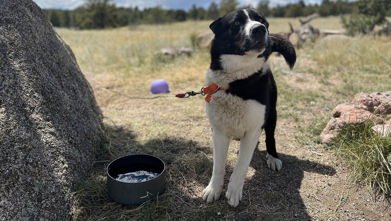 Karelian Bear Dogs Can Fend Off Grizzlies, But Are Also Friendly ...