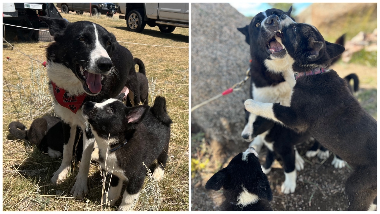 Karelian Bear Dogs Can Fend Off Grizzlies, But Are Also Friendly ...