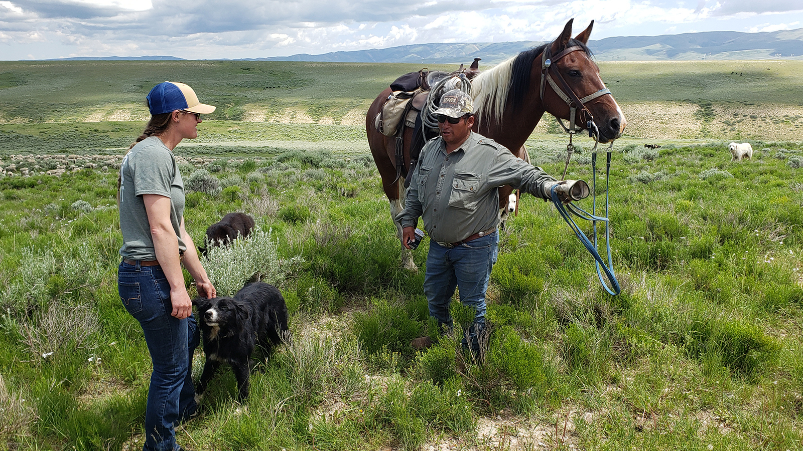 Wyoming Sheep Rancher Hopes Agrotourism Can Keep A 200-Year Legacy ...