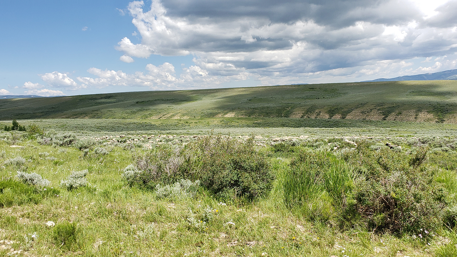 Wyoming Sheep Rancher Hopes Agrotourism Can Keep A 200-Year Legacy ...