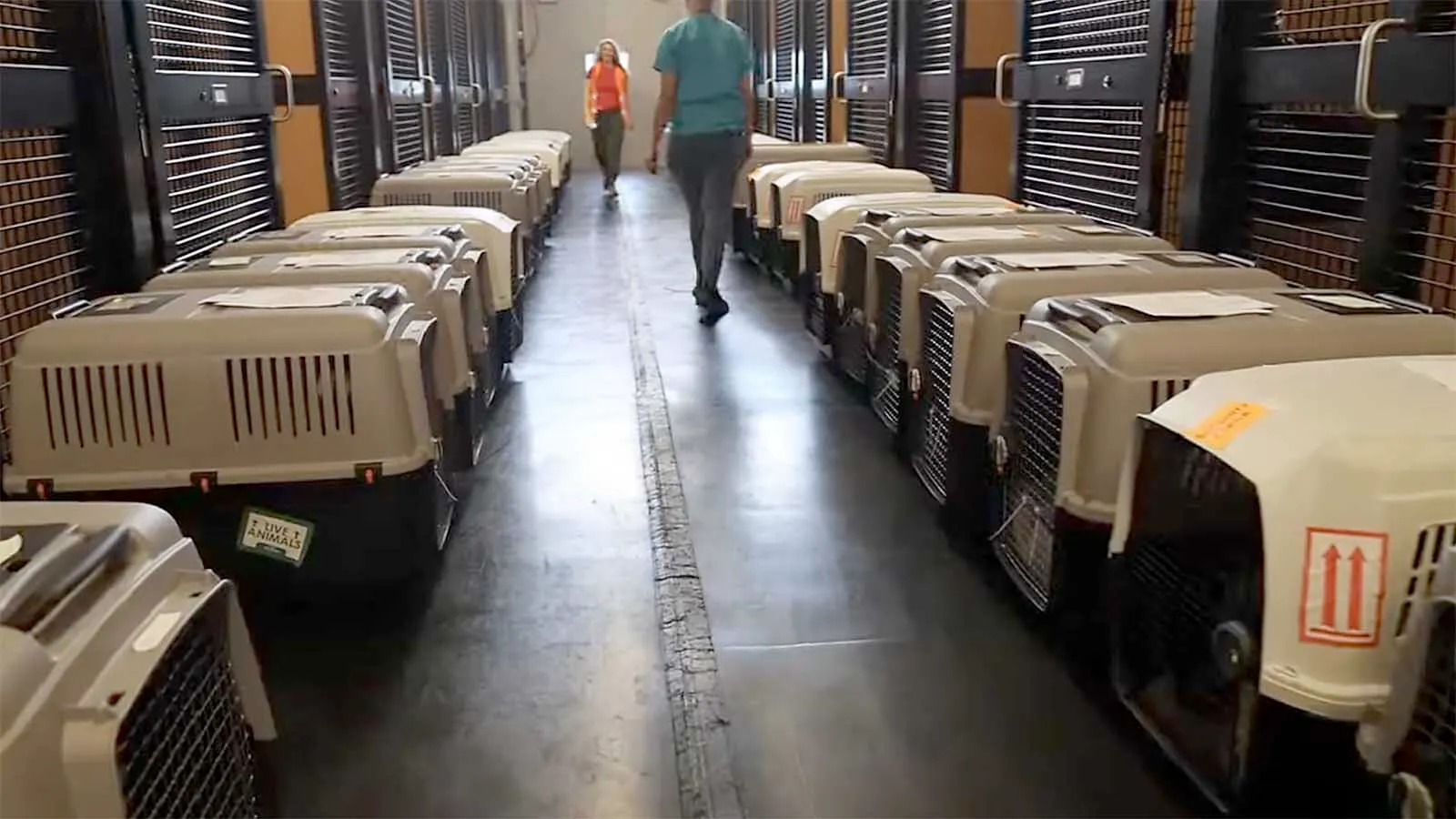 Wyoming’s Kindness Ranch Rescues 10 West Bank War Refugee Dogs | Cowboy ...